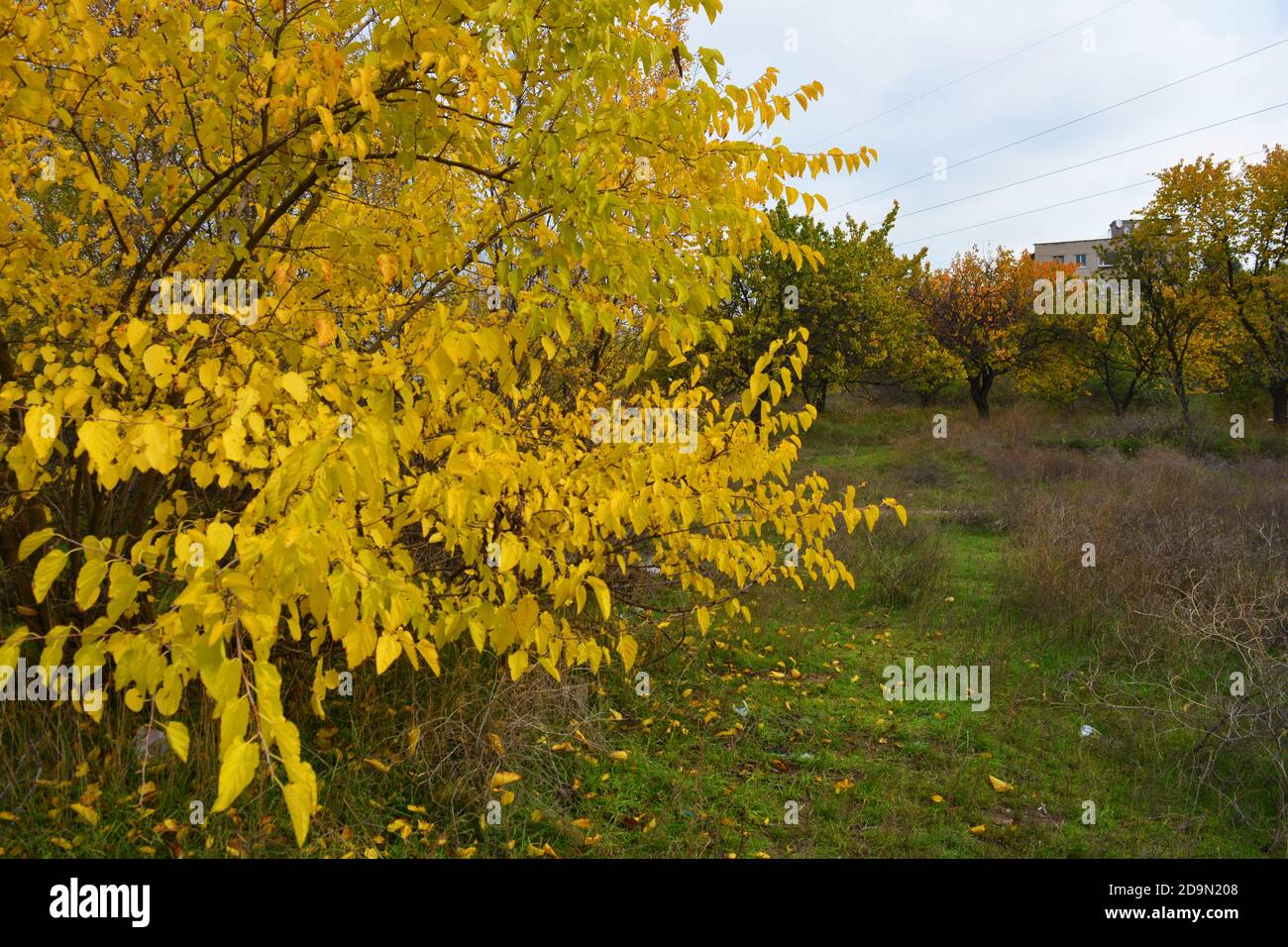 Beautiful autumn landscapes with yellow trees, large shrubs, wild grass ...