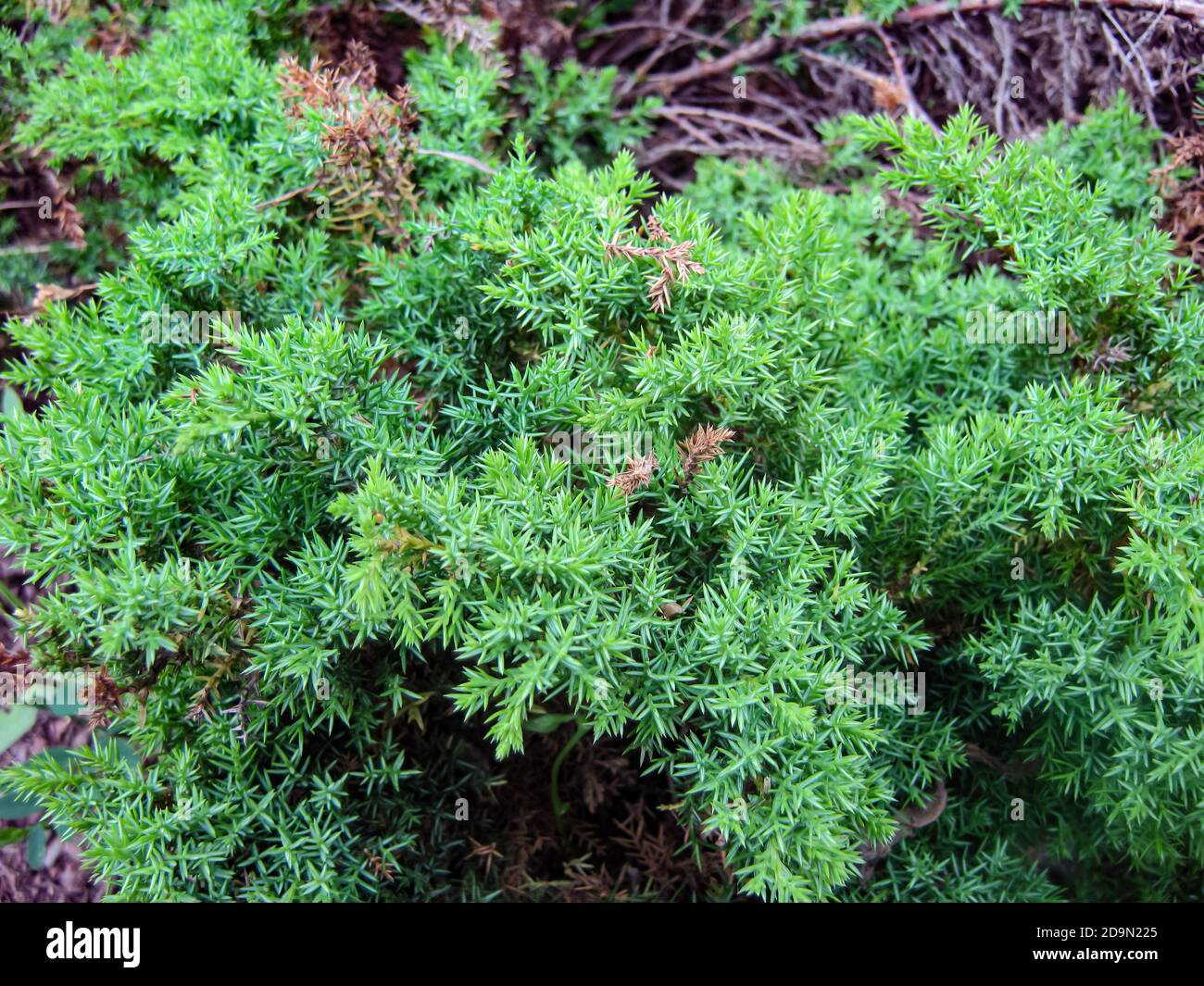 Sharp spiky spike thorny thorn hi-res stock photography and images - Alamy