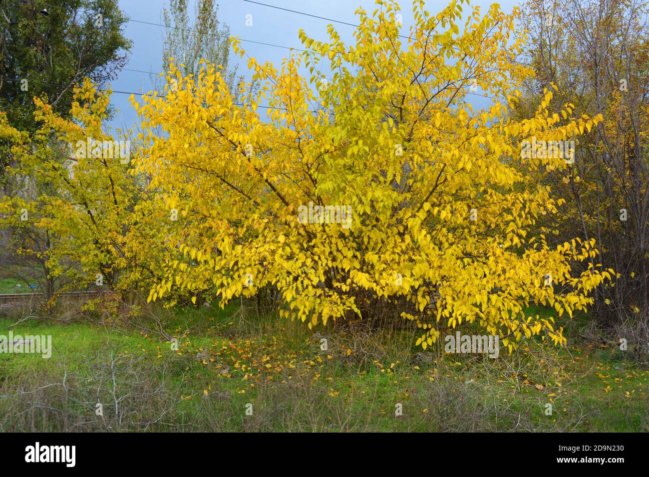 Ukrainian nature hi-res stock photography and images - Alamy