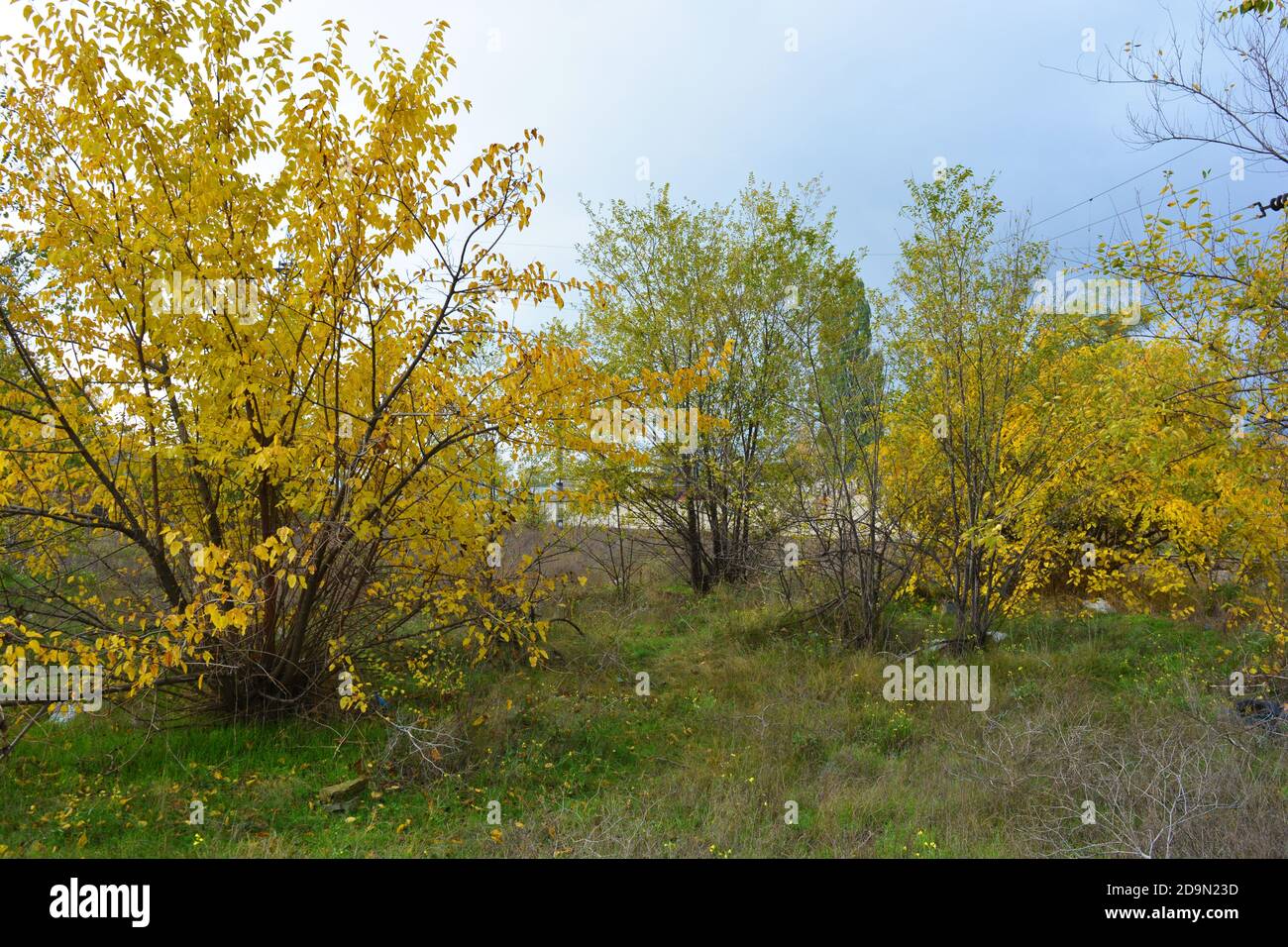 Beautiful autumn landscapes with yellow trees, large shrubs, wild grass ...