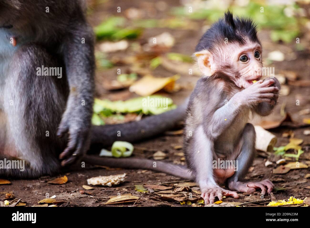 cute little baby monkeys in the monkey forest of Ubud in Indonesia ...