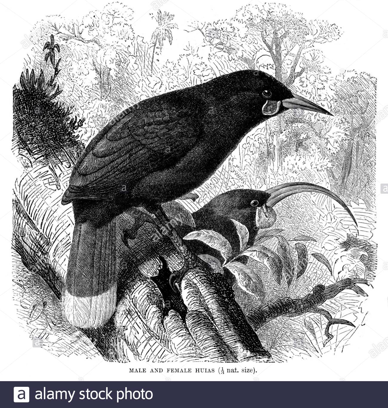 Huia Black and White Stock Photos & Images - Alamy