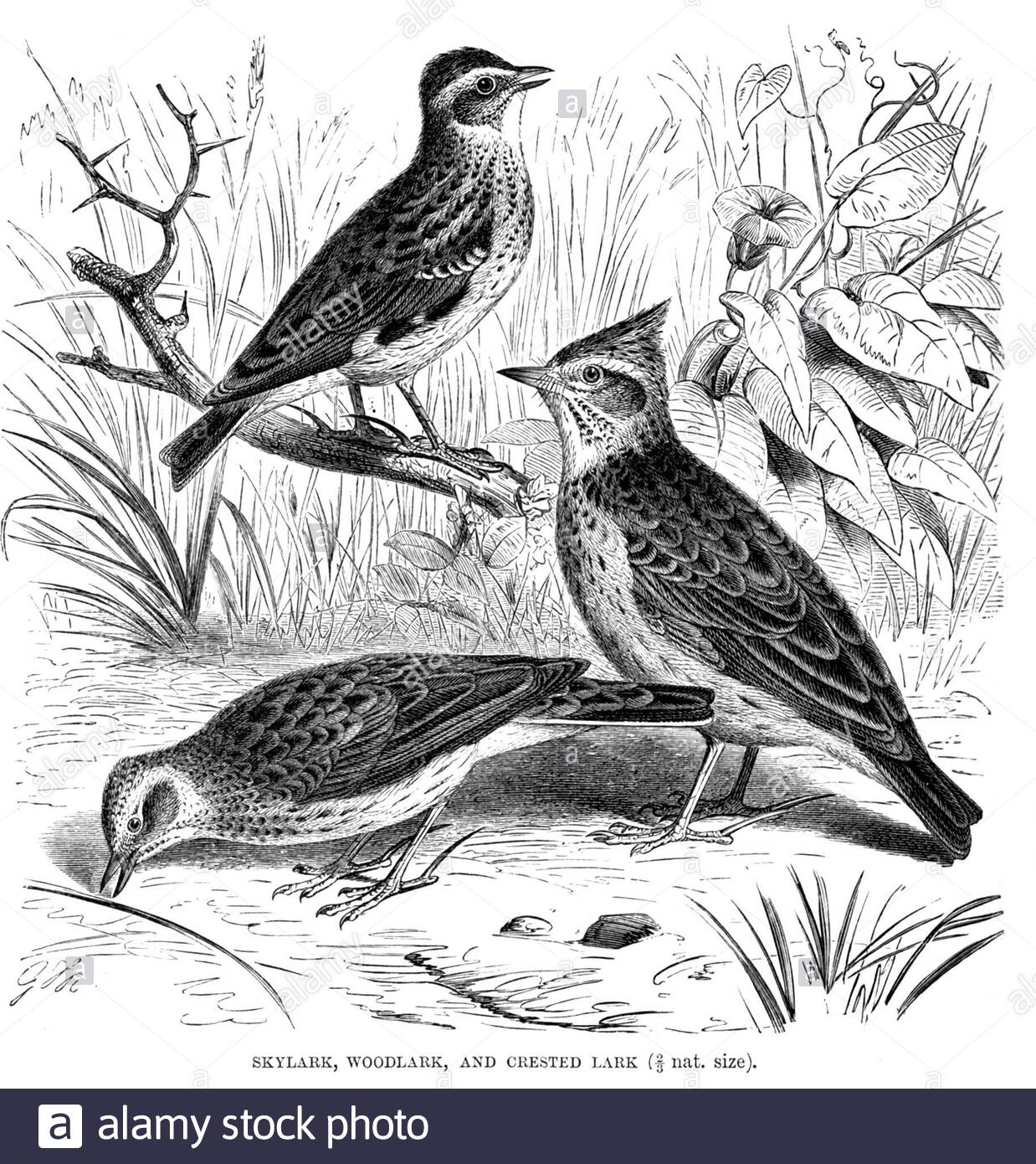 Skylark (Alauda arvensis), Woodlark (Lullula arborea), Crested Lark ...