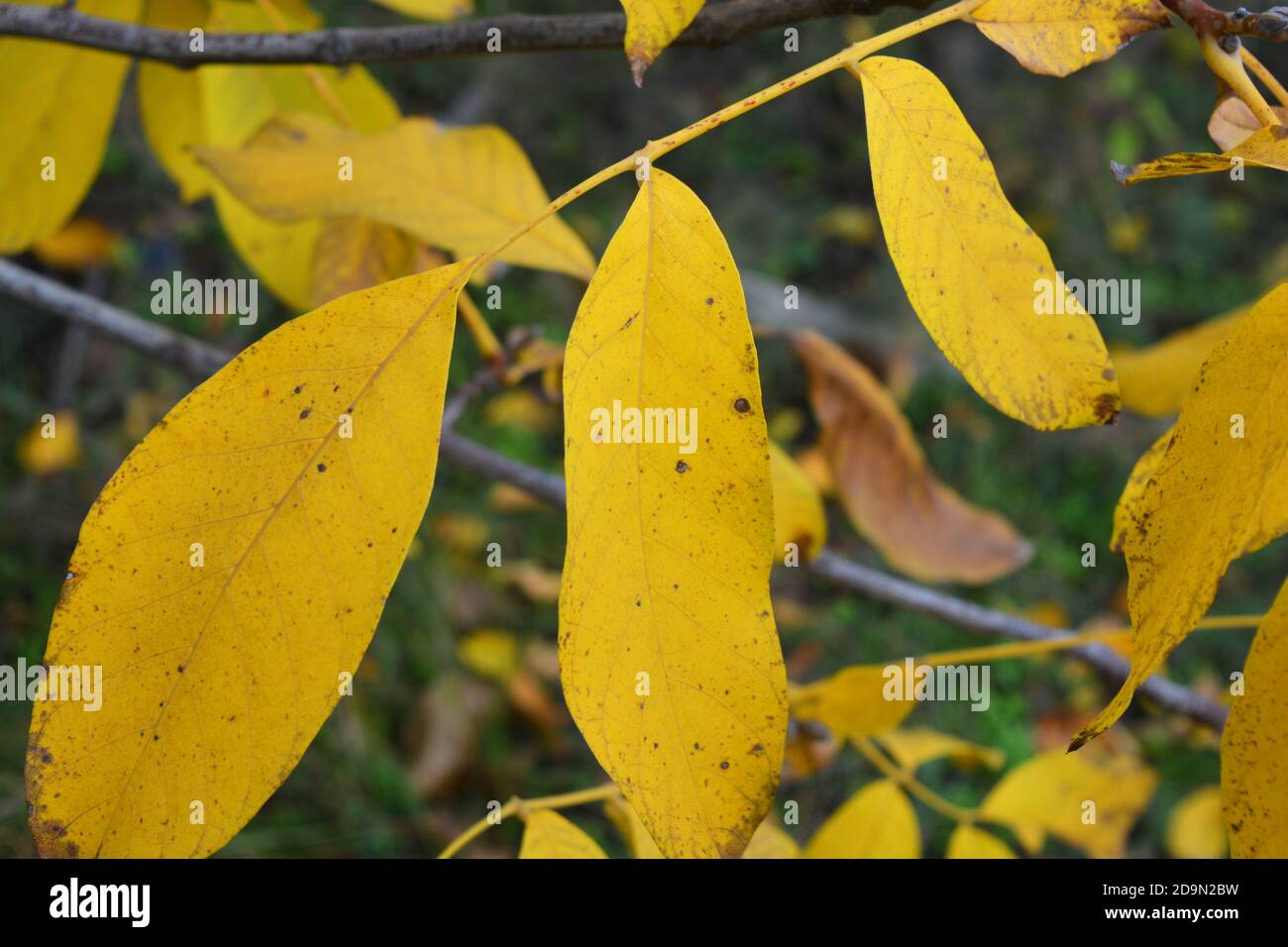 Long and wide yellow walnut leaves that hang from the branches of a ...