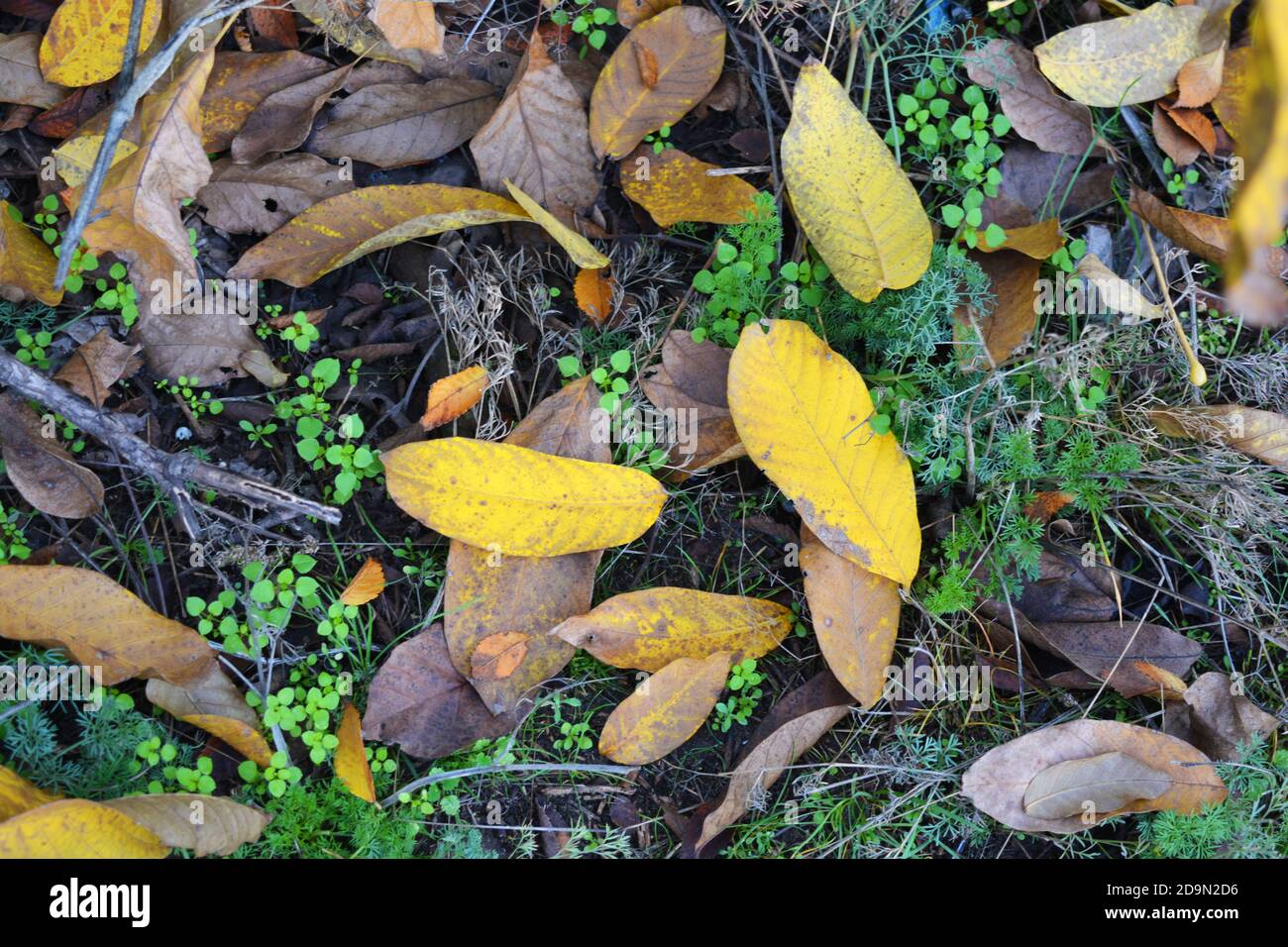 Long and wide yellow walnut leaves that hang from the branches of a ...