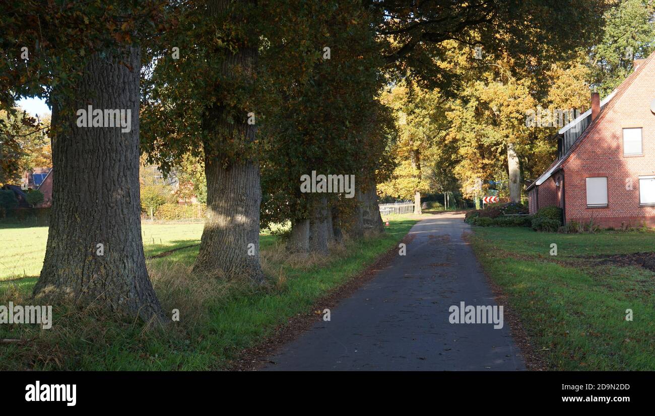 A row of old oak trees on one side of the road. On the other side is a ...