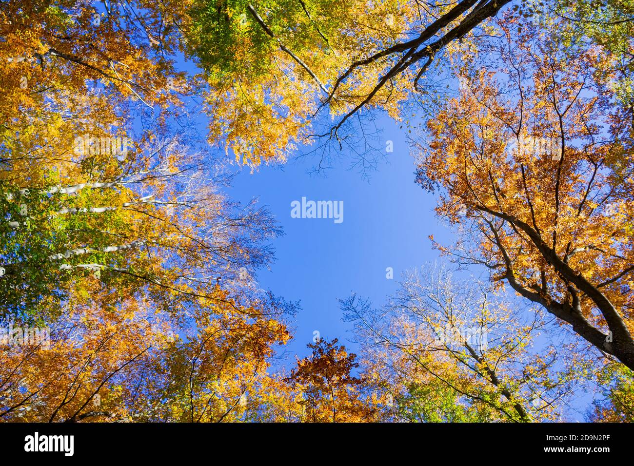 Low angle shot of trees with colorful autumn leaves Stock Photo - Alamy
