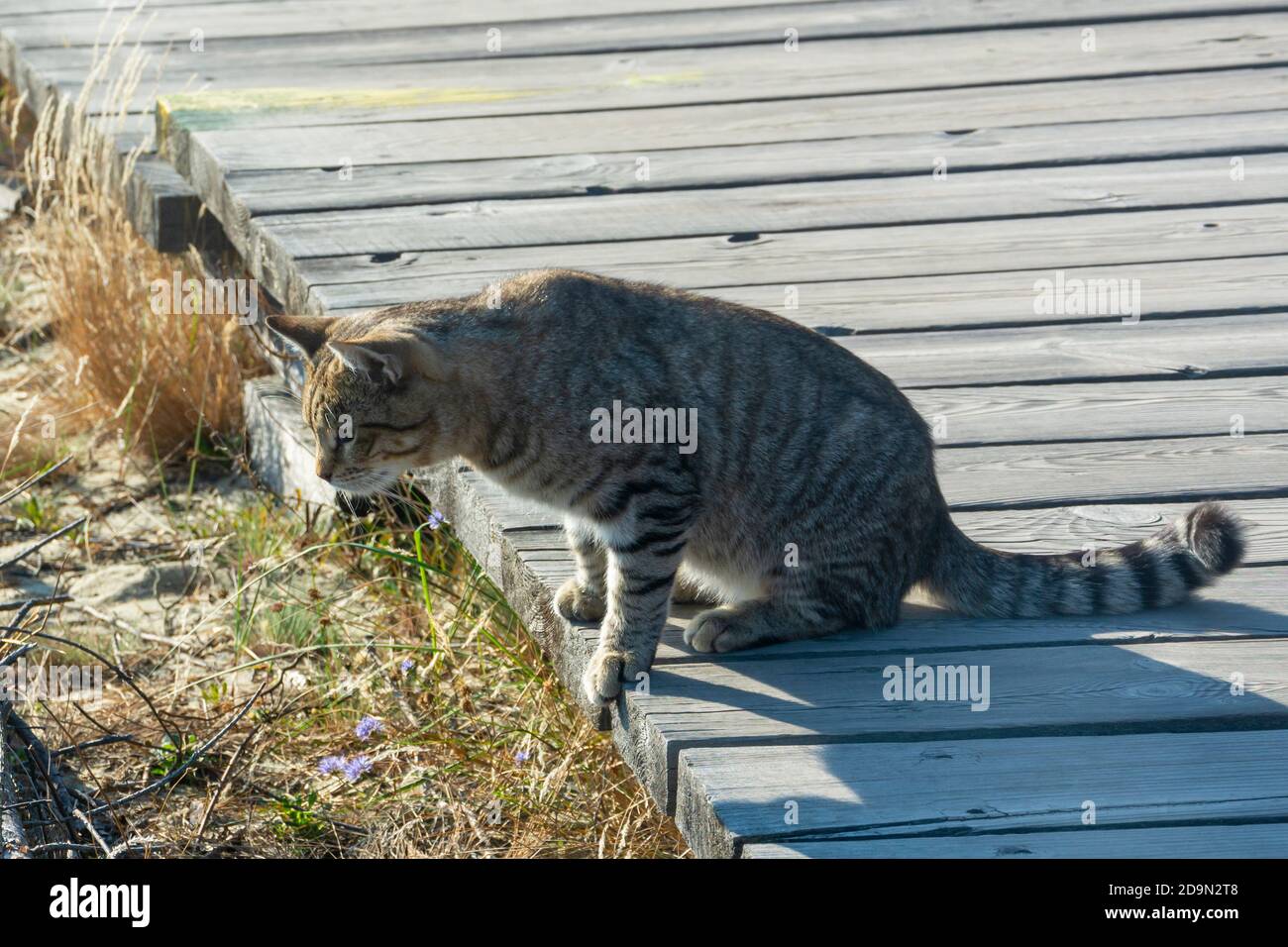 Domestic cat hunting prey hi-res stock photography and images - Alamy