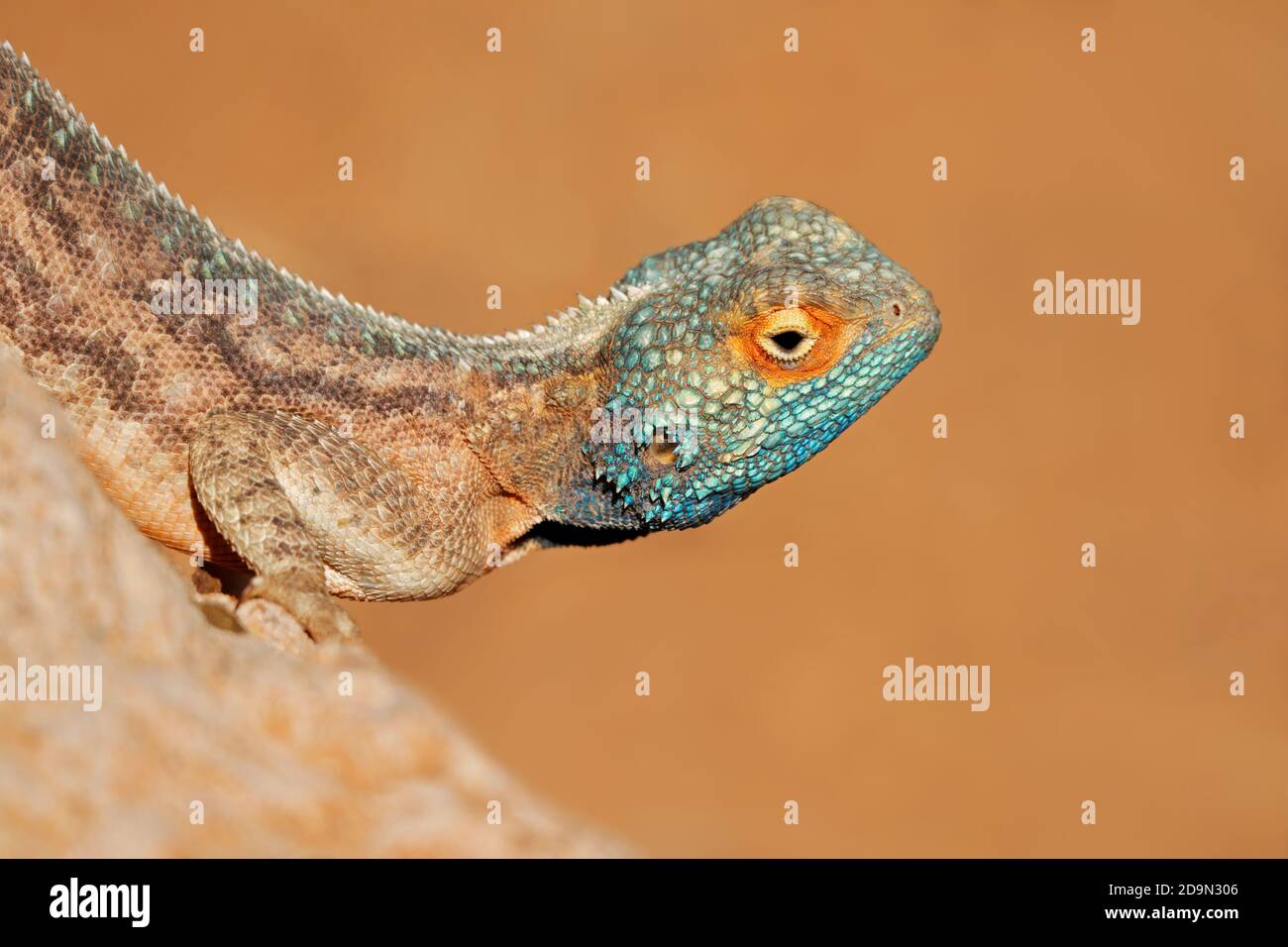 Portrait of a ground agama (Agama aculeata) sitting on a rock against a ...
