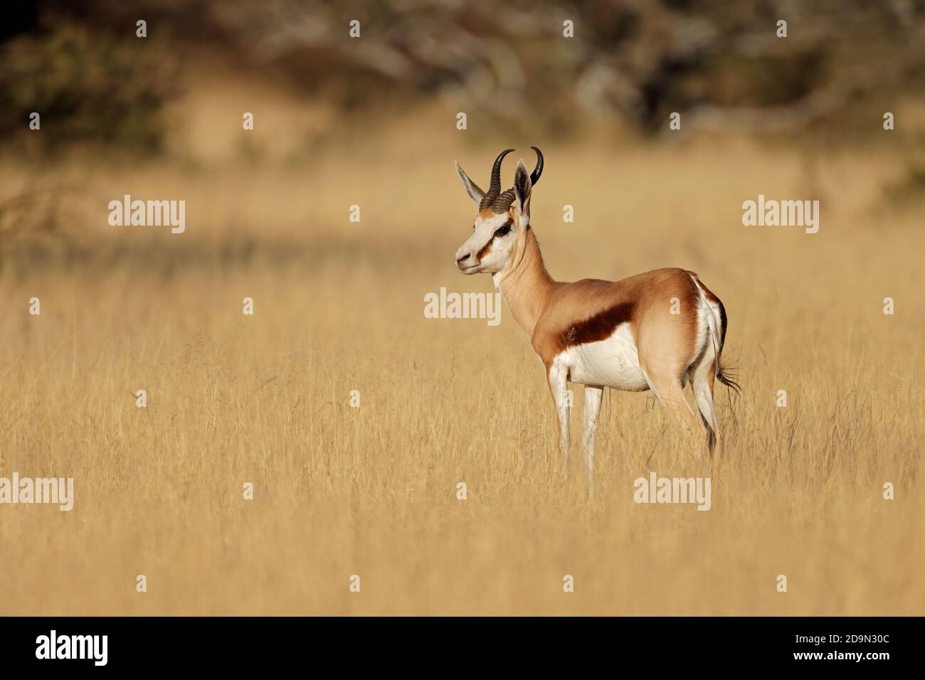 A springbok antelope (Antidorcas marsupialis) in grassland, Mokala ...