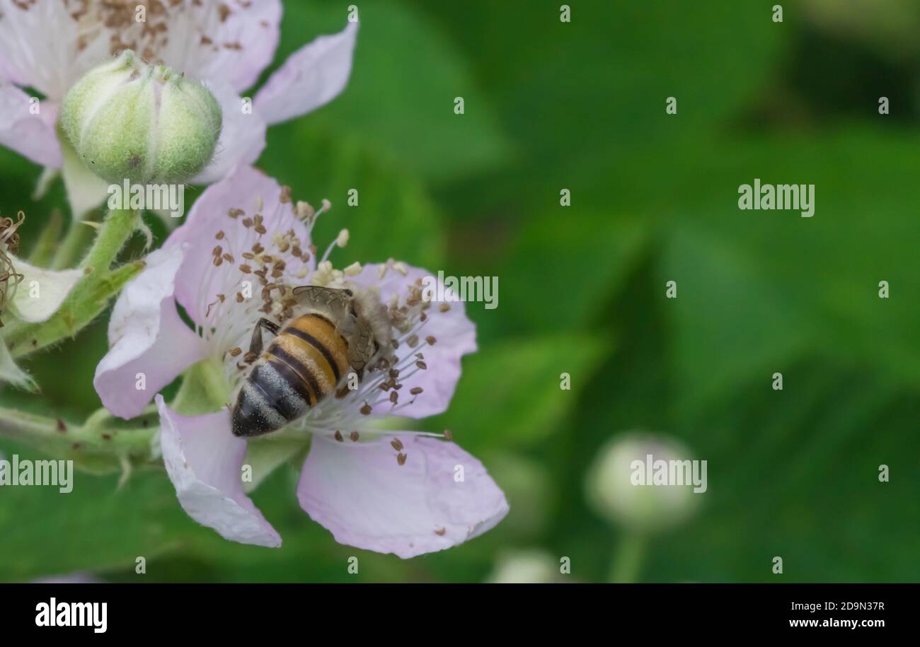 Bee bramble collecting nectar hi-res stock photography and images - Alamy