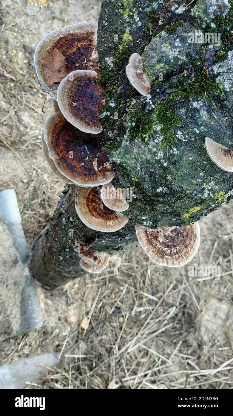 High-angle shot of polypore fungi growing on the tree trunk Stock Photo ...