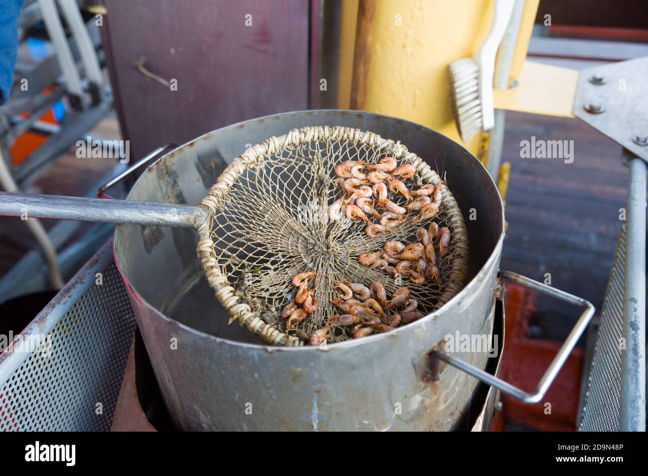 Freshly caught crabs are cooked in a pot Stock Photo - Alamy