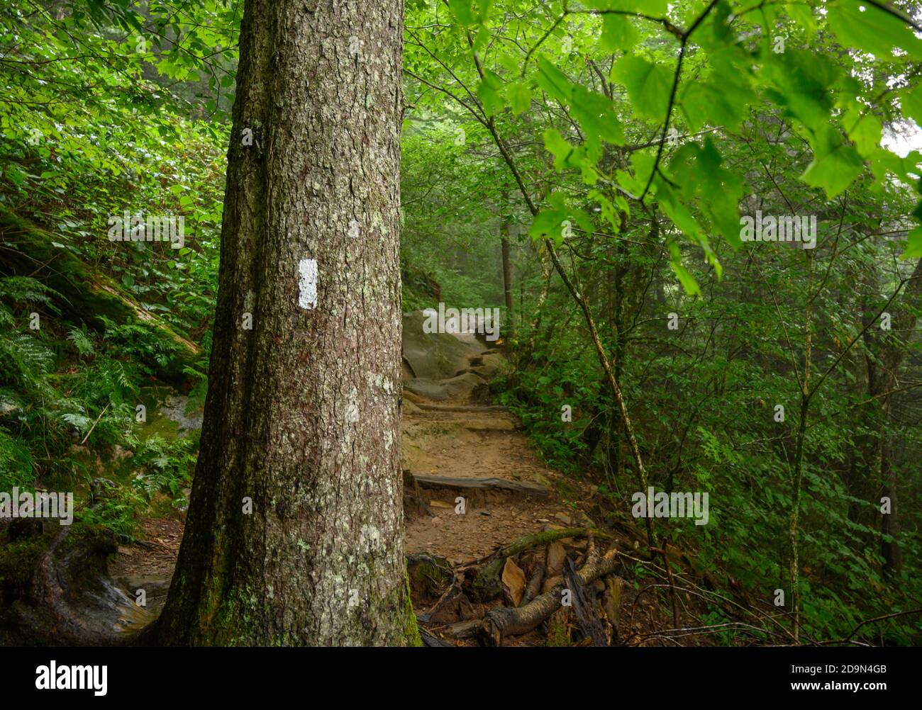 Appalachian Trail Blaze In Smoky Mountains in summer Stock Photo - Alamy