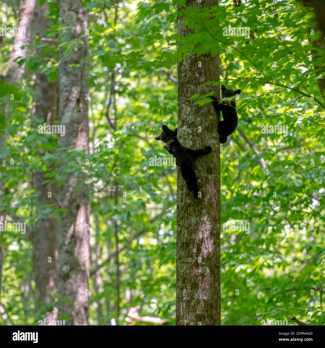 Black bear cubs climbing trees hi-res stock photography and images - Alamy