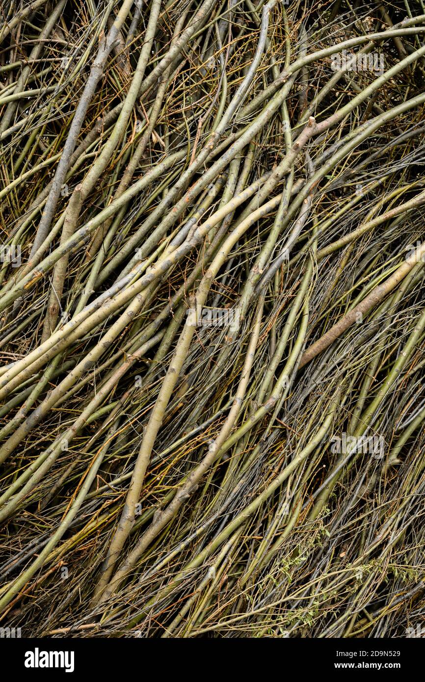 Background image of tight bare vines vertical Stock Photo - Alamy