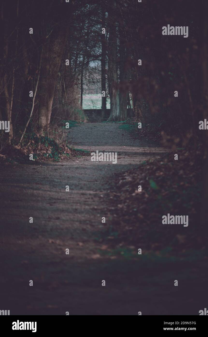 Vertical shot of a path in a forest Stock Photo - Alamy