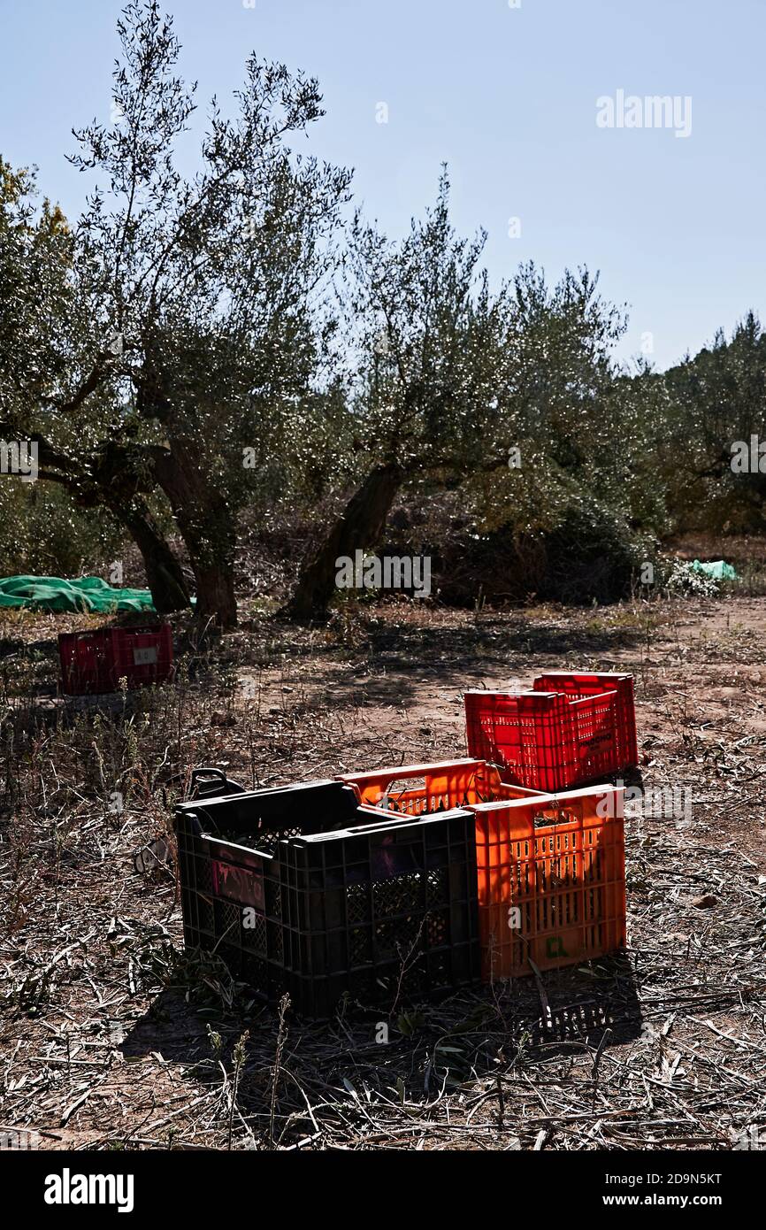 Olive harvest spain crates hi-res stock photography and images - Alamy