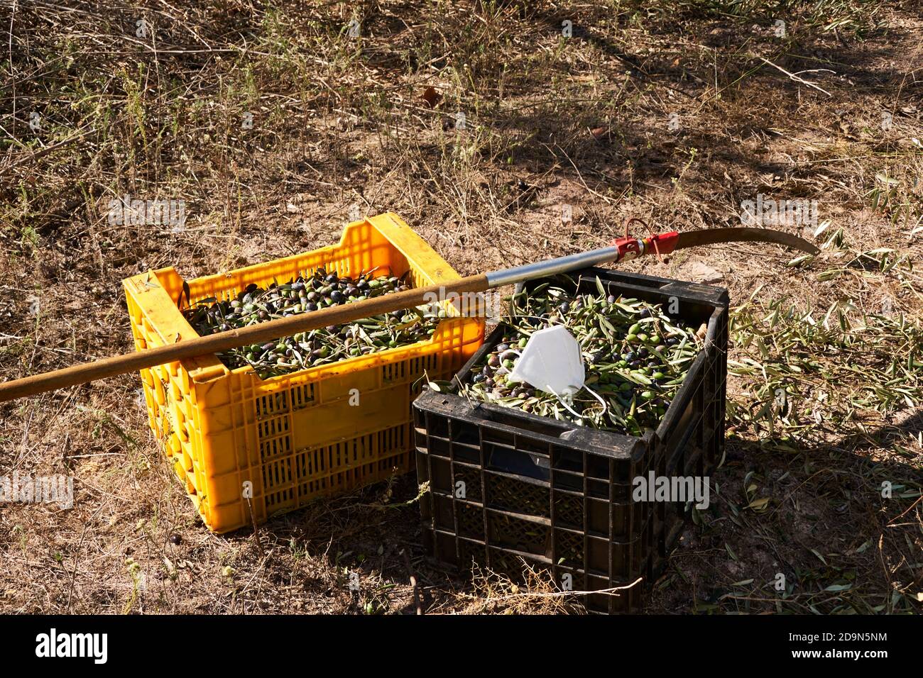 Olive harvest spain crates hi-res stock photography and images - Alamy
