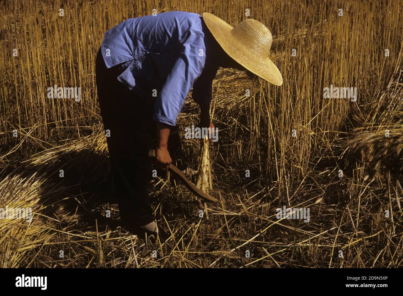 1980s CHINESE WOMAN STOOPED OVER HARVESTING WHEAT BY HAND WITH SICKLE ...