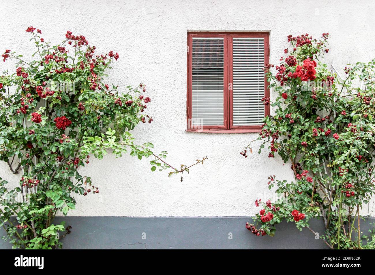 red rose bush in garden with blue windows Stock Photo - Alamy