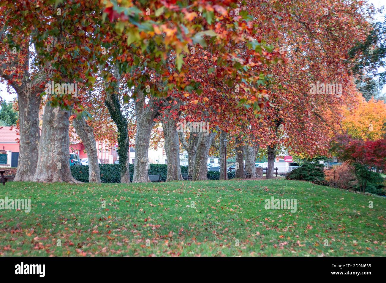 Row of autumn trees on a field in a park Stock Photo - Alamy
