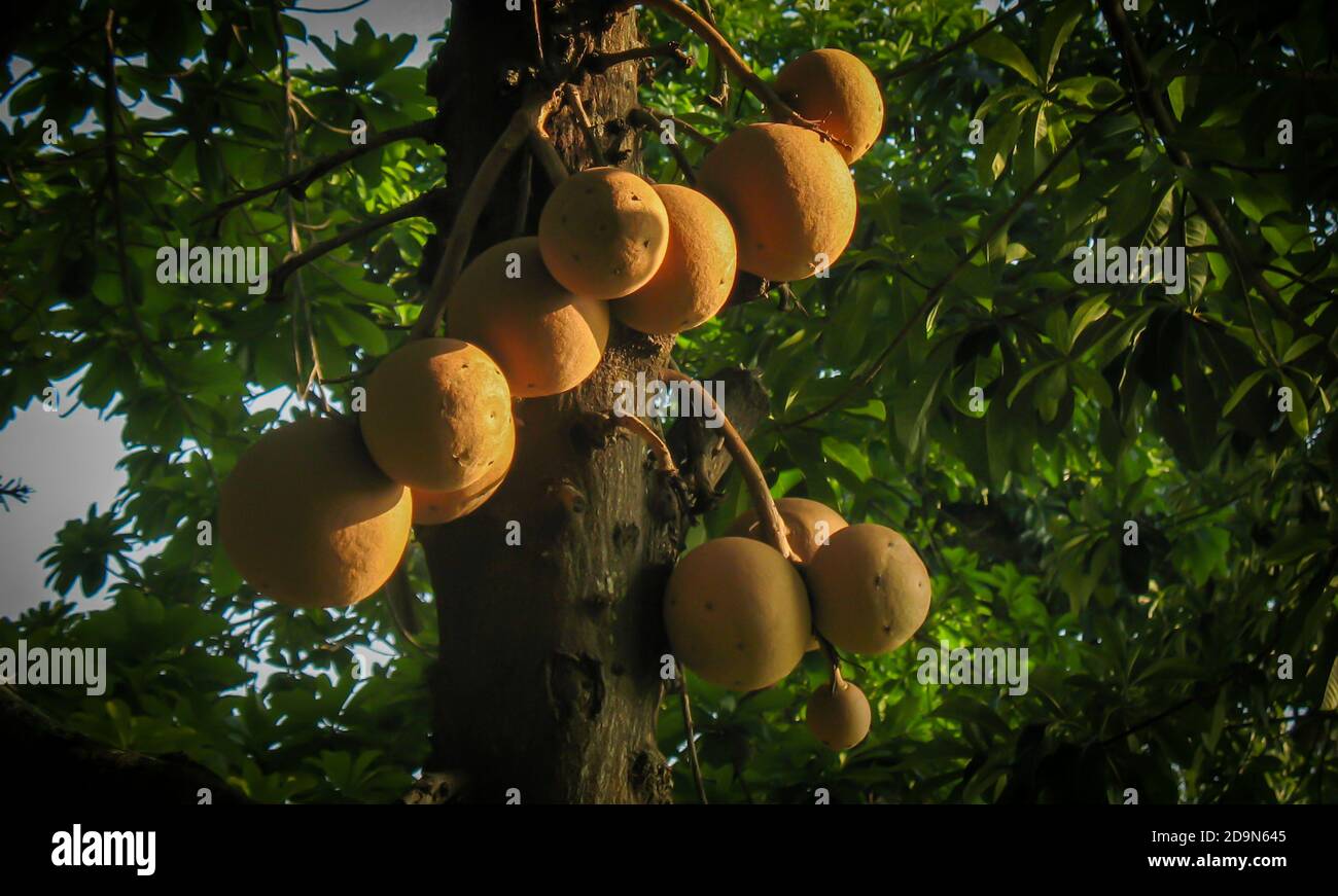 TallantImages Fruit (Inedible) Rio de Janerio Stock Photo - Alamy
