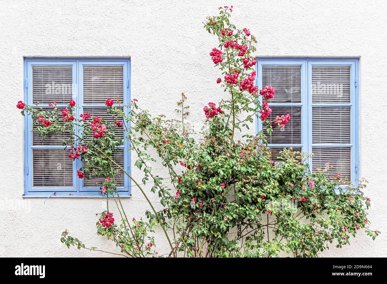 Red rose bush in hi-res stock photography and images - Alamy