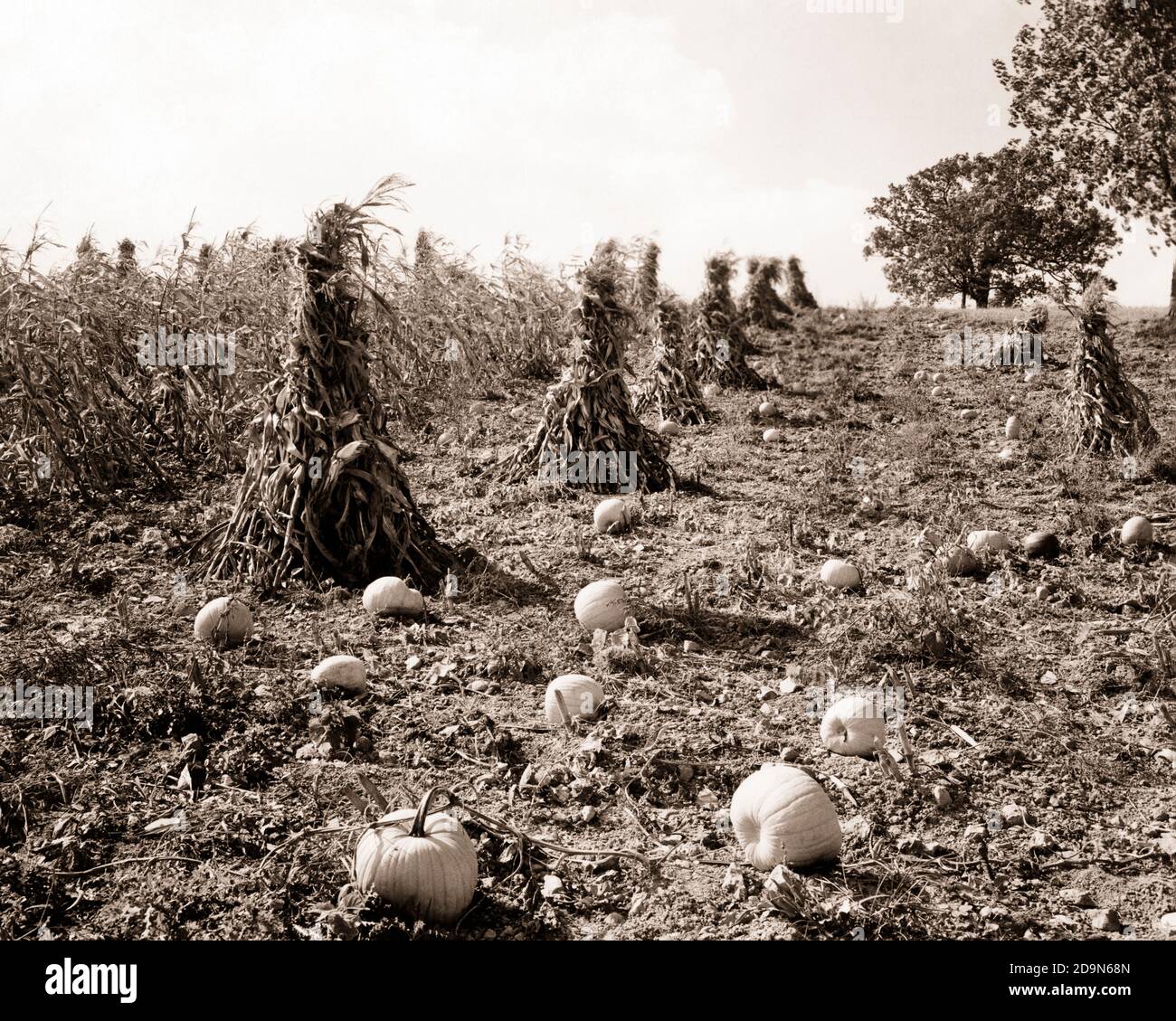 1950s AUTUMN HARVEST CORN FIELD WITH INLINE CORN SHOCKS AND PUMPKINS ...