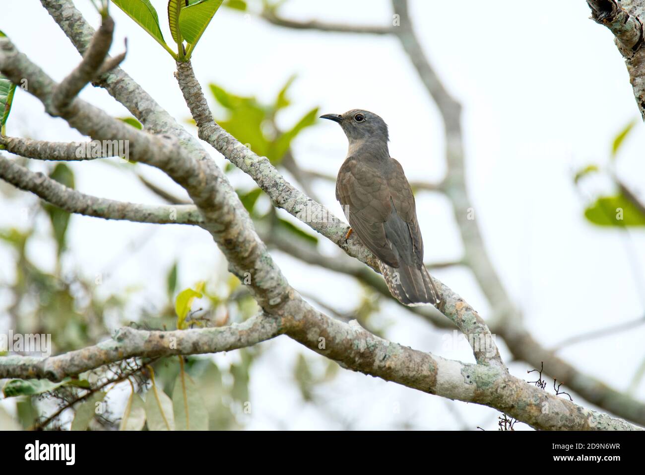 Brush Cuckoo Cacomantis variolosus Cains, Queensland, Australia 30 ...