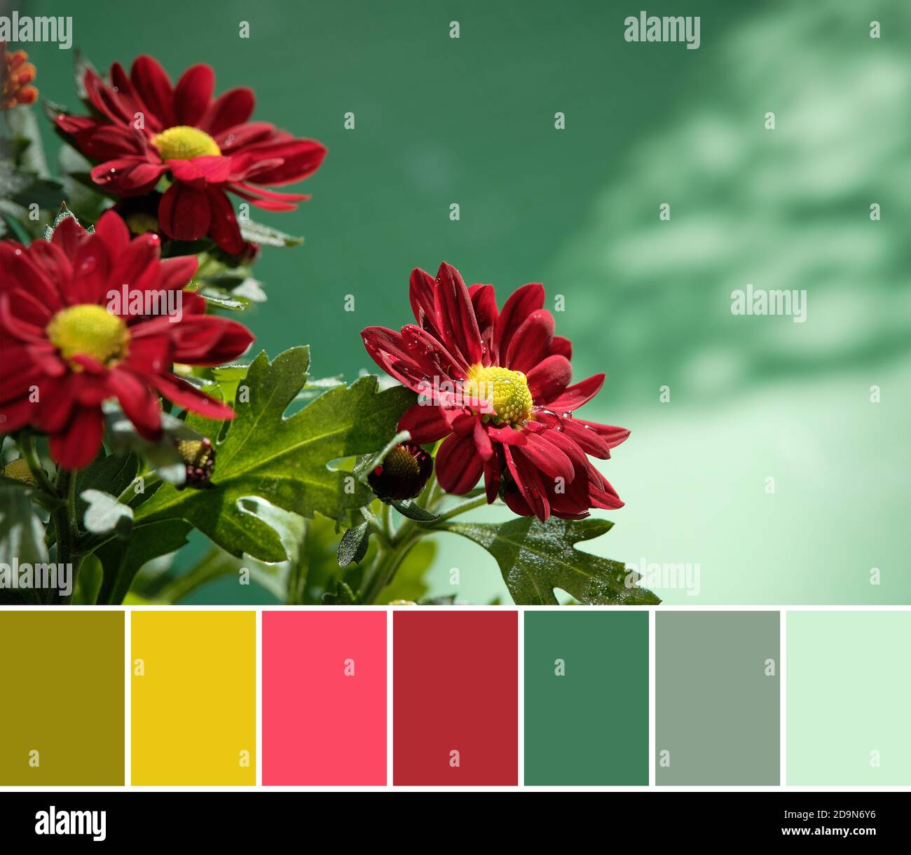 Dark Red Color Swatch