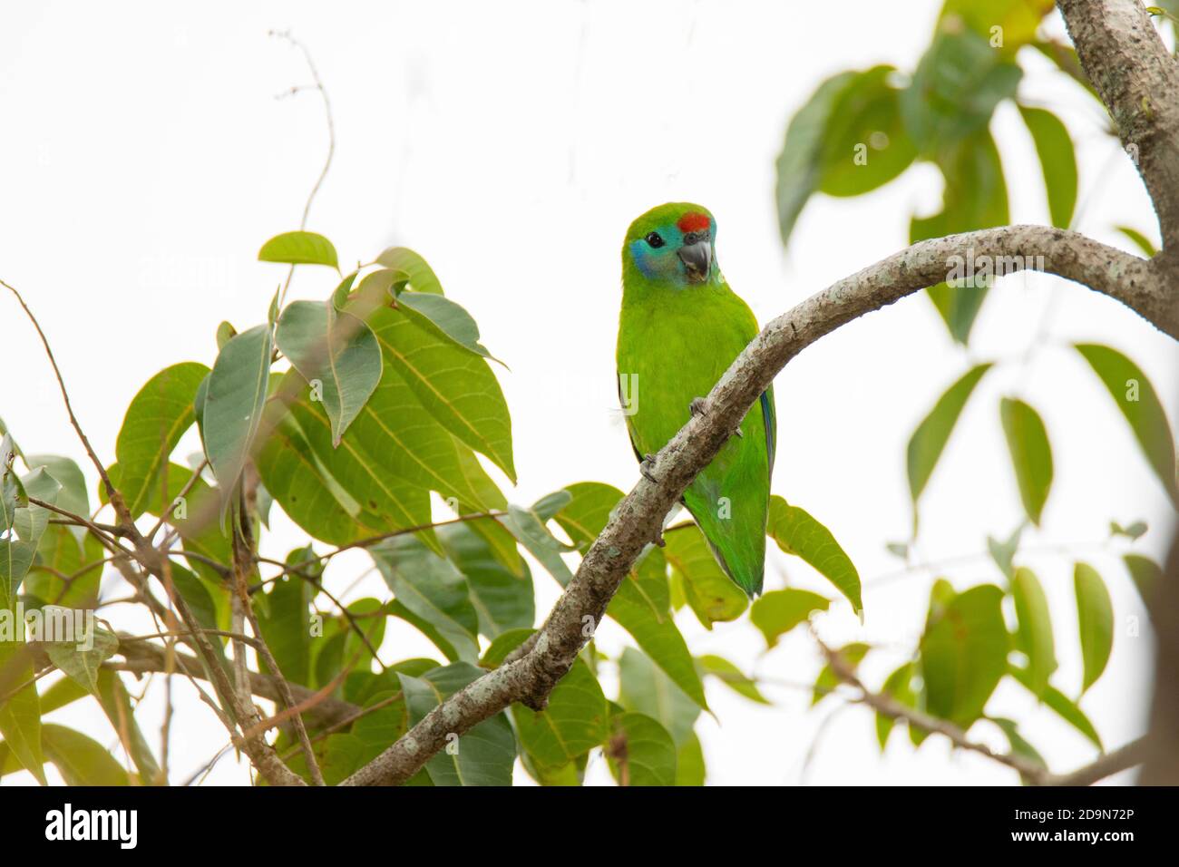 Female fig parrot hi-res stock photography and images - Alamy