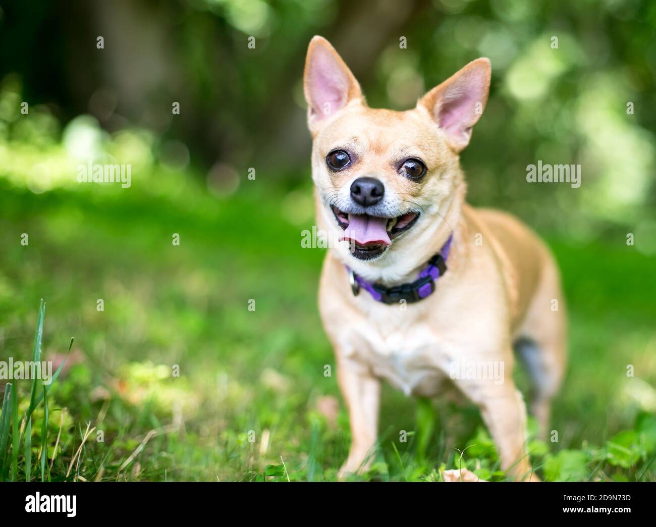 Smiling chihuahua hi-res stock photography and images - Alamy