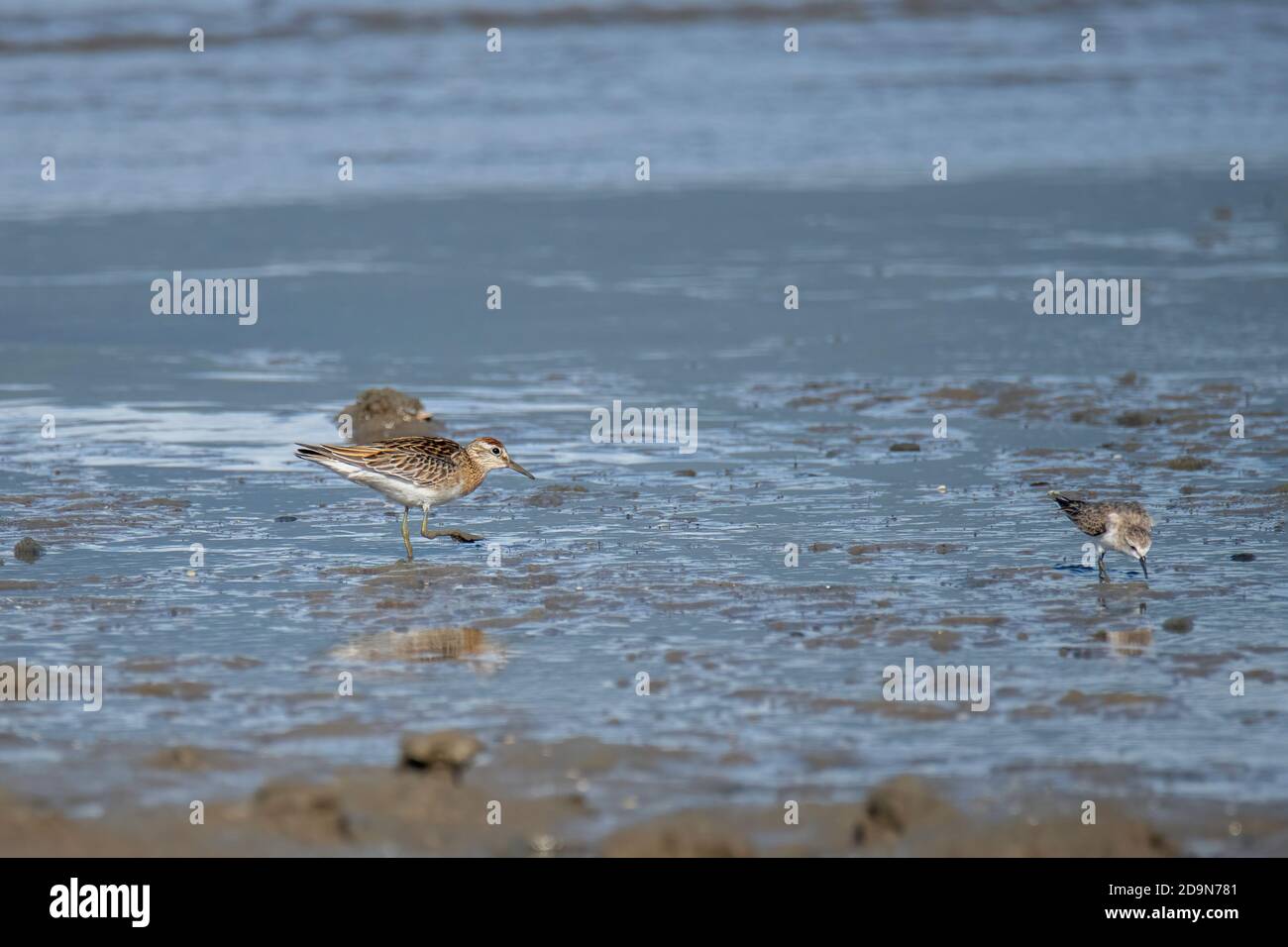 Sharp-tailed Sandpiper Calidris acuminata Cains, Queensland, Australia ...