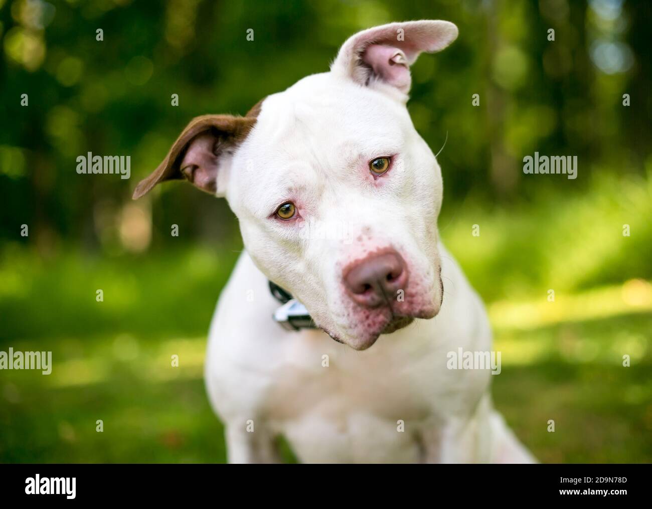 A curious white Pit Bull Terrier mixed breed dog looking at the camera ...