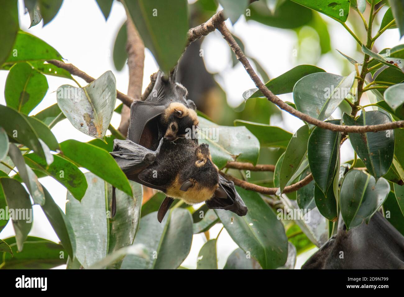 Spectacled Flying Fox Pteropus conspicillatus Cains, Queensland ...