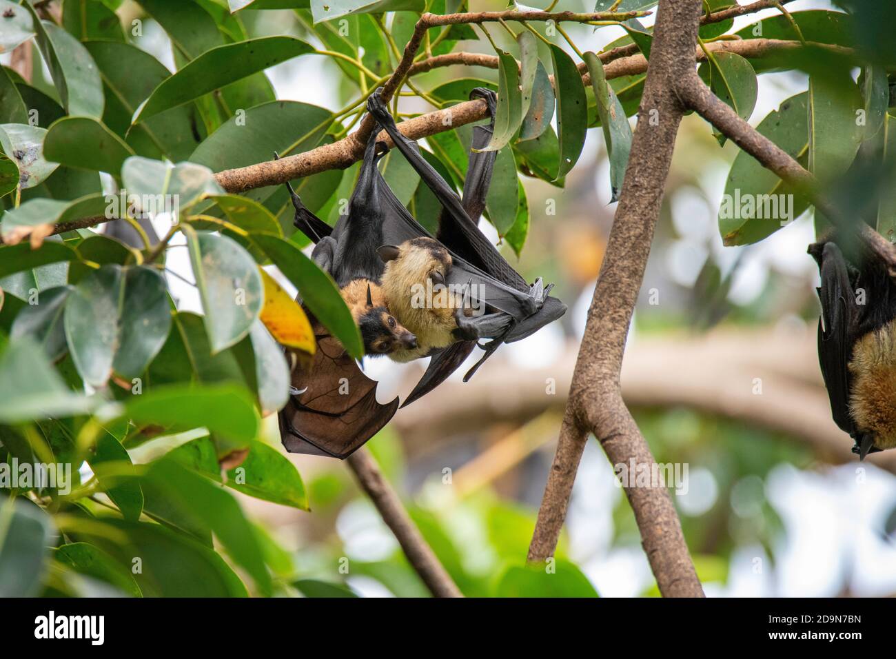 Spectacled Flying Fox Pteropus conspicillatus Cains, Queensland ...