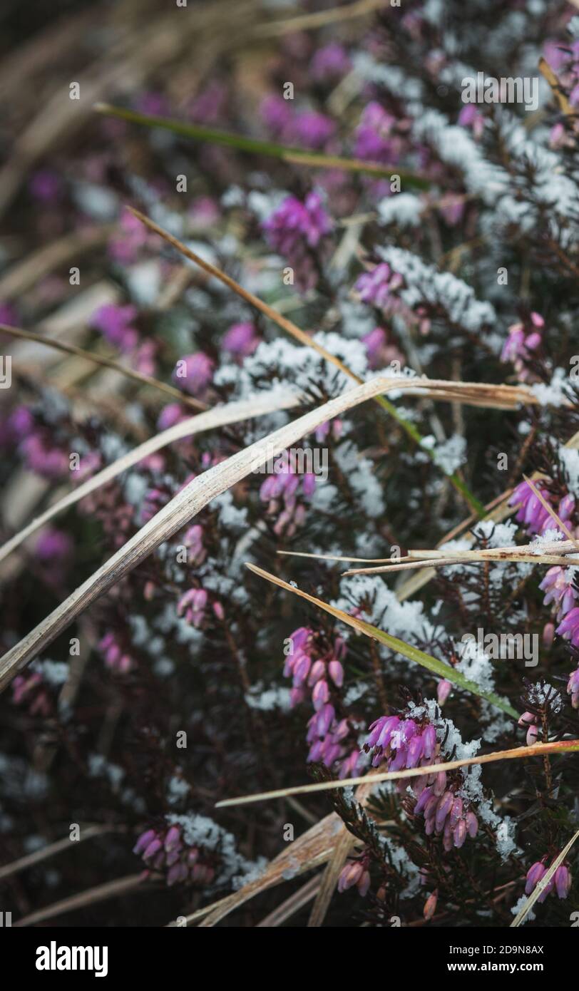 Snow cabbage hi-res stock photography and images - Alamy