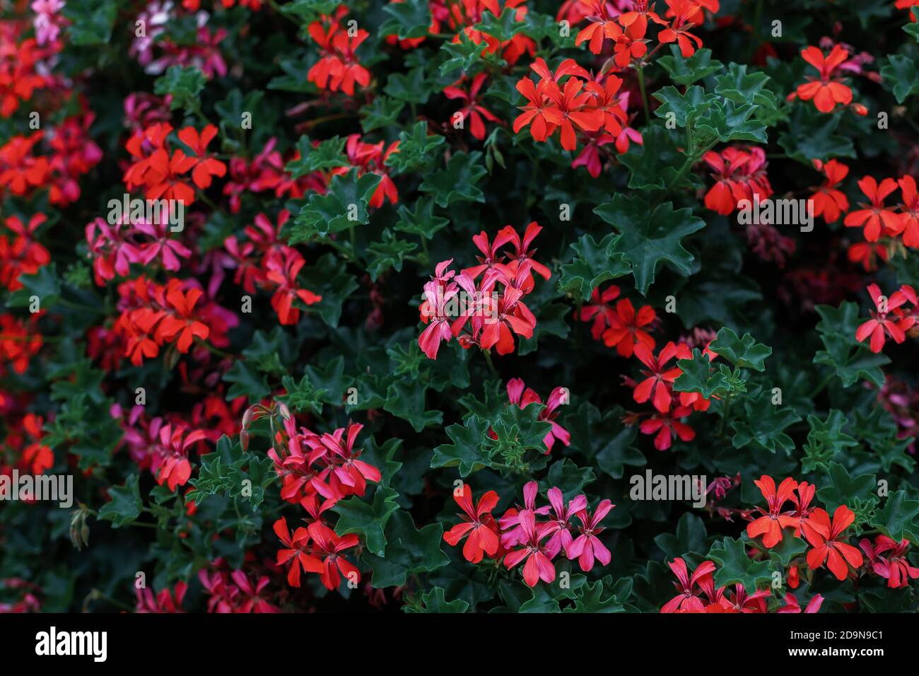 Colorful floral background from small flowers Stock Photo - Alamy