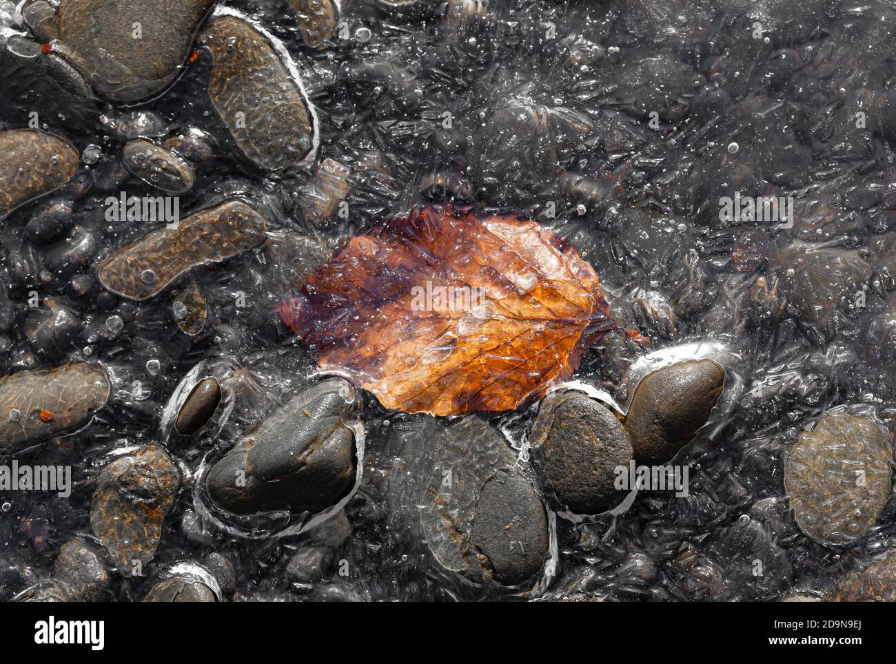 Nature background. Autumn leaf freezing into ice. Closeup image of the ...