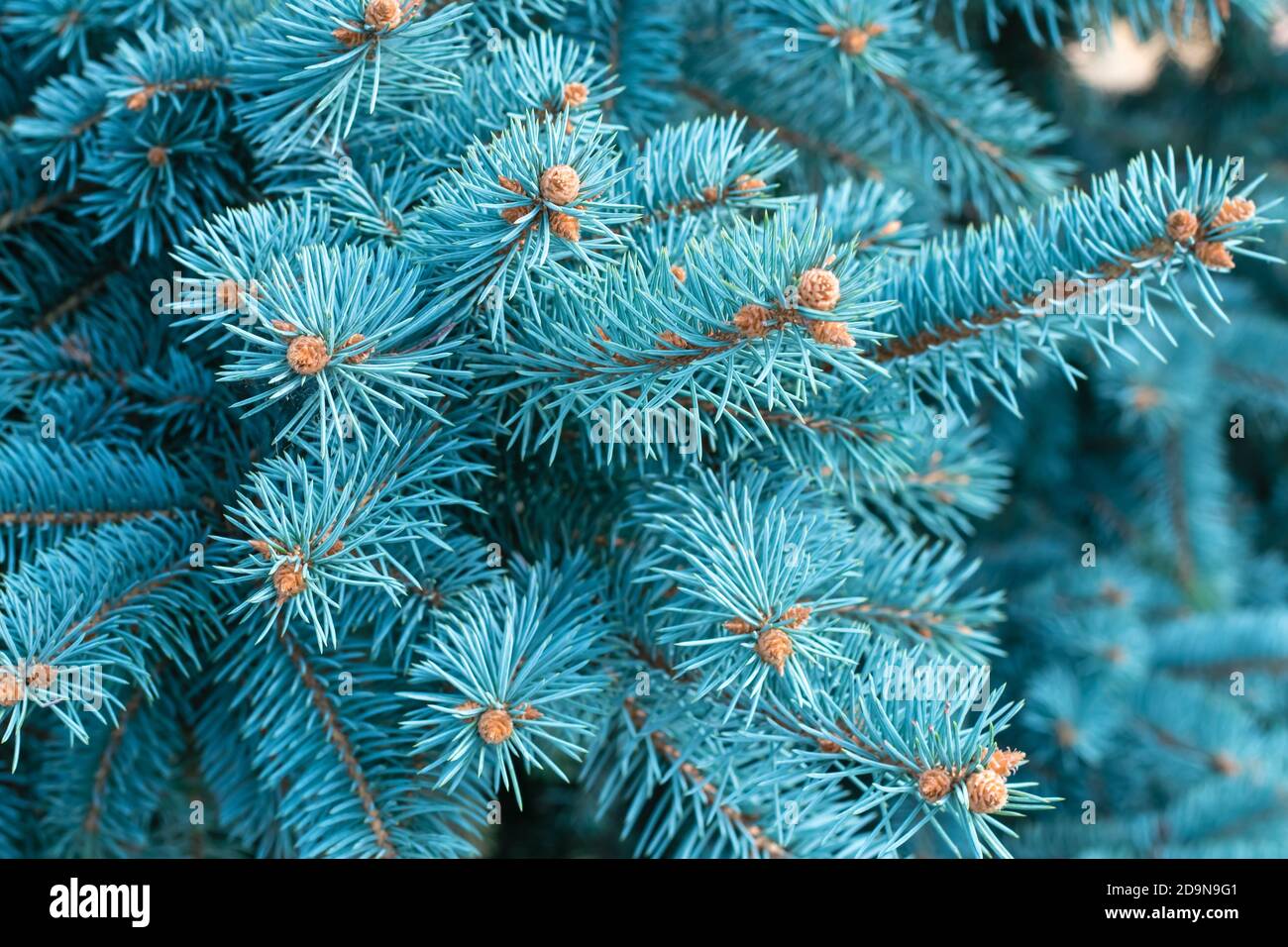 Tree branch texture hi-res stock photography and images - Alamy