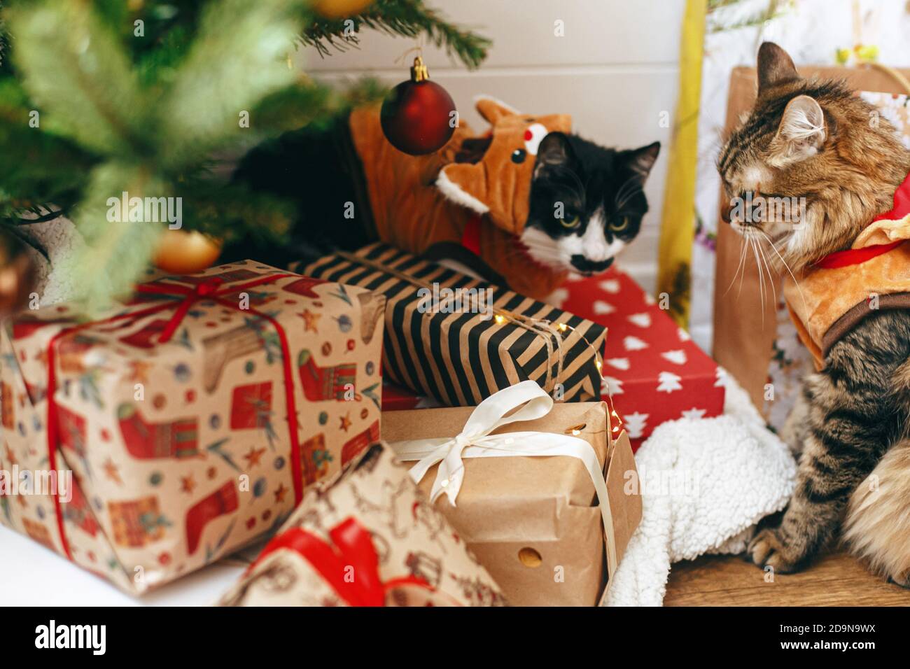 Cats in boxes hi-res stock photography and images - Alamy