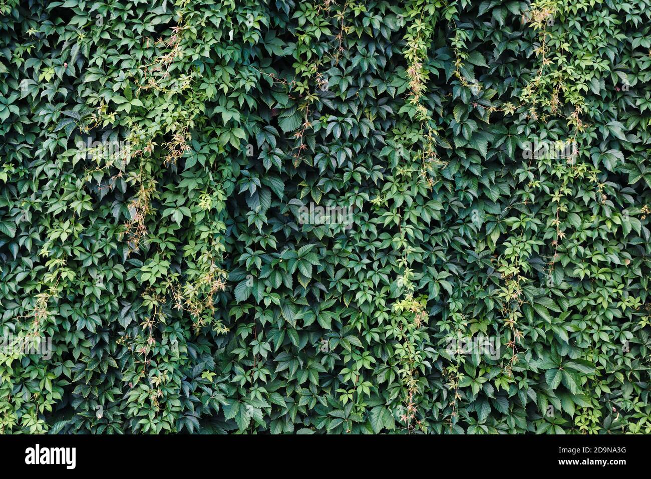 Wall covered with green leaves of wild grape. Brick wall texture with ...