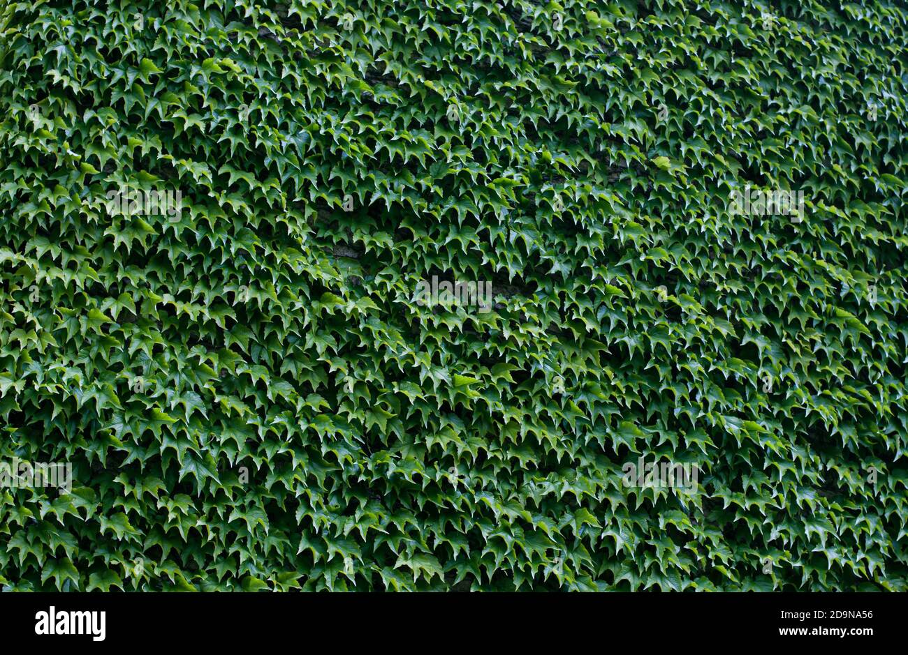 Nature background. Green ivy leaves background Stock Photo - Alamy