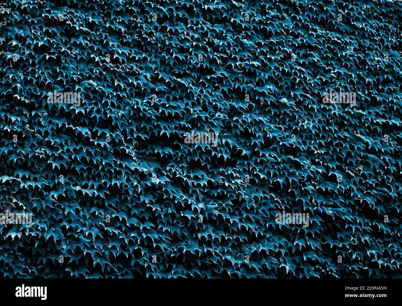 Nature background. Green ivy leaves background Stock Photo - Alamy