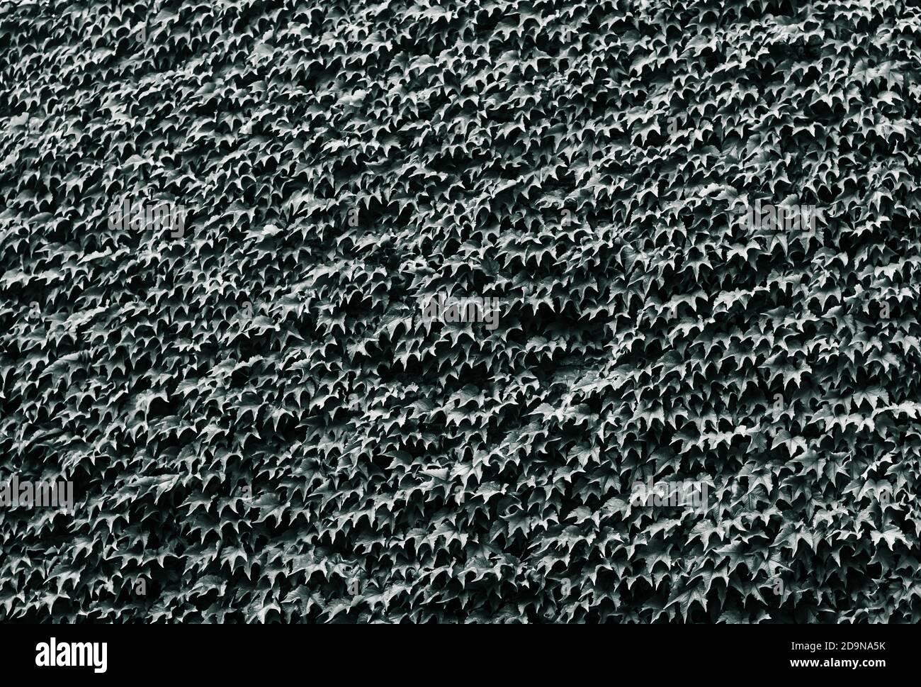 Nature background. Green ivy leaves background Stock Photo - Alamy