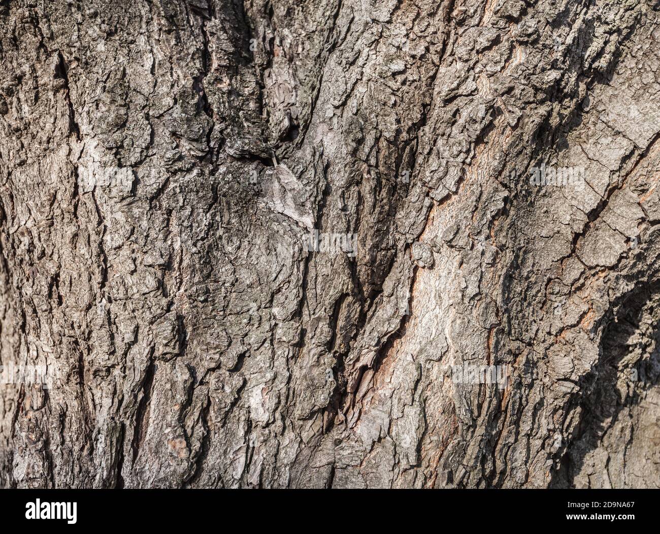 Old tree bark for natural textured background Stock Photo - Alamy
