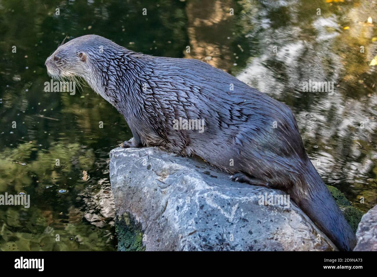 Otter on rock hi-res stock photography and images - Alamy