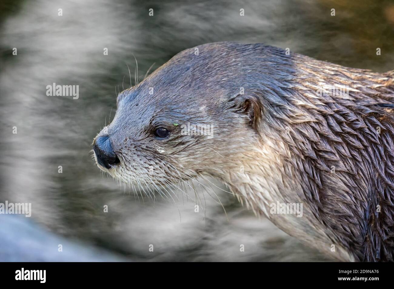 Close up side view of Otters' head Stock Photo - Alamy