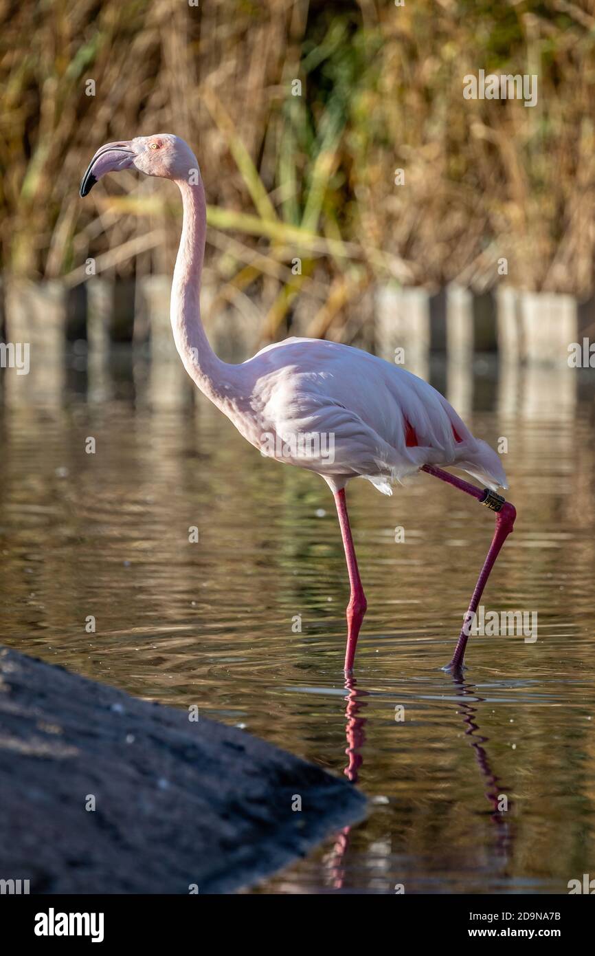 Close up of beautiful Chilean Pink Flamingo walking in lake against ...